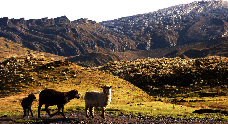 Bogota Day Trip: Snow at the Tropic - Bogota | FREETOUR.com