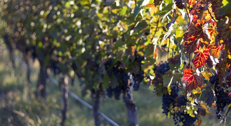 Visite privée des vignobles de la région de Mtskheta - Tbilisi ...