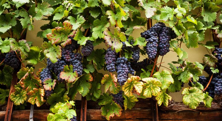 Private Tour to Maribor, Ptuj & Štajerska Wine Region from Ljubljana ...