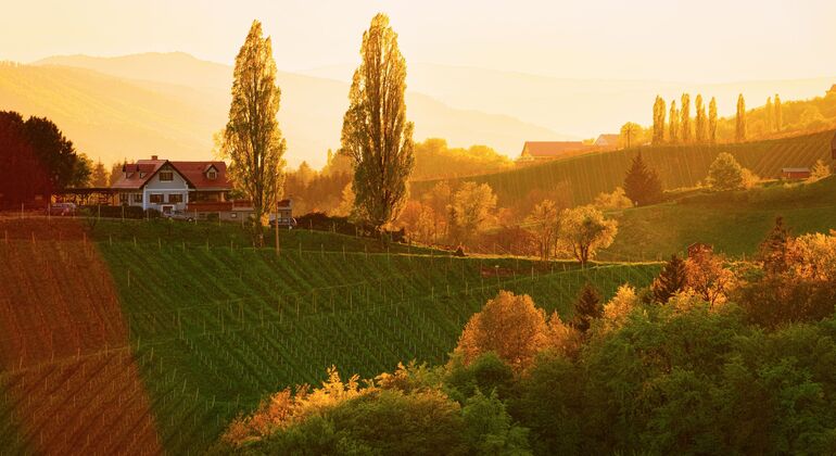 Private Tour to Maribor, Ptuj & Štajerska Wine Region from Ljubljana ...