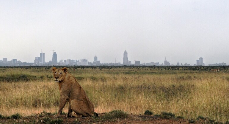 Tour Around the Nairobi National Park - Nairobi | FREETOUR.com