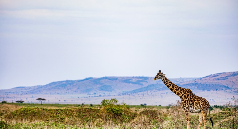 Nairobi National Park Nature Tour - Nairobi | FREETOUR.com