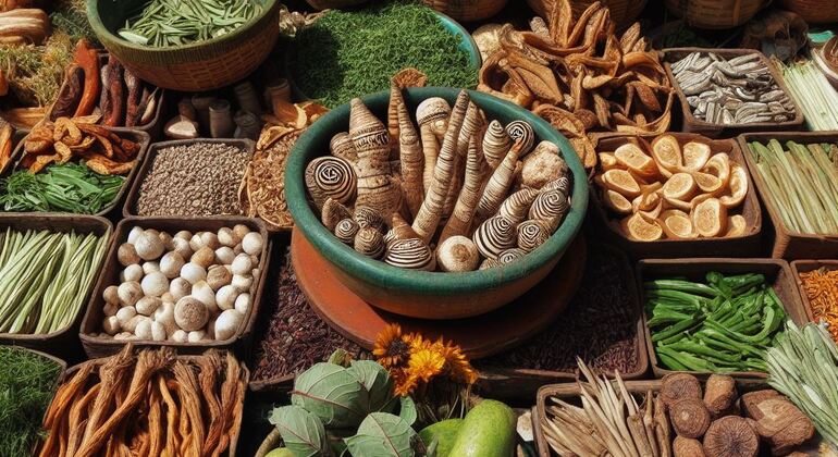 Visite et conférence sur l'utilisation traditionnelle des plantes ...